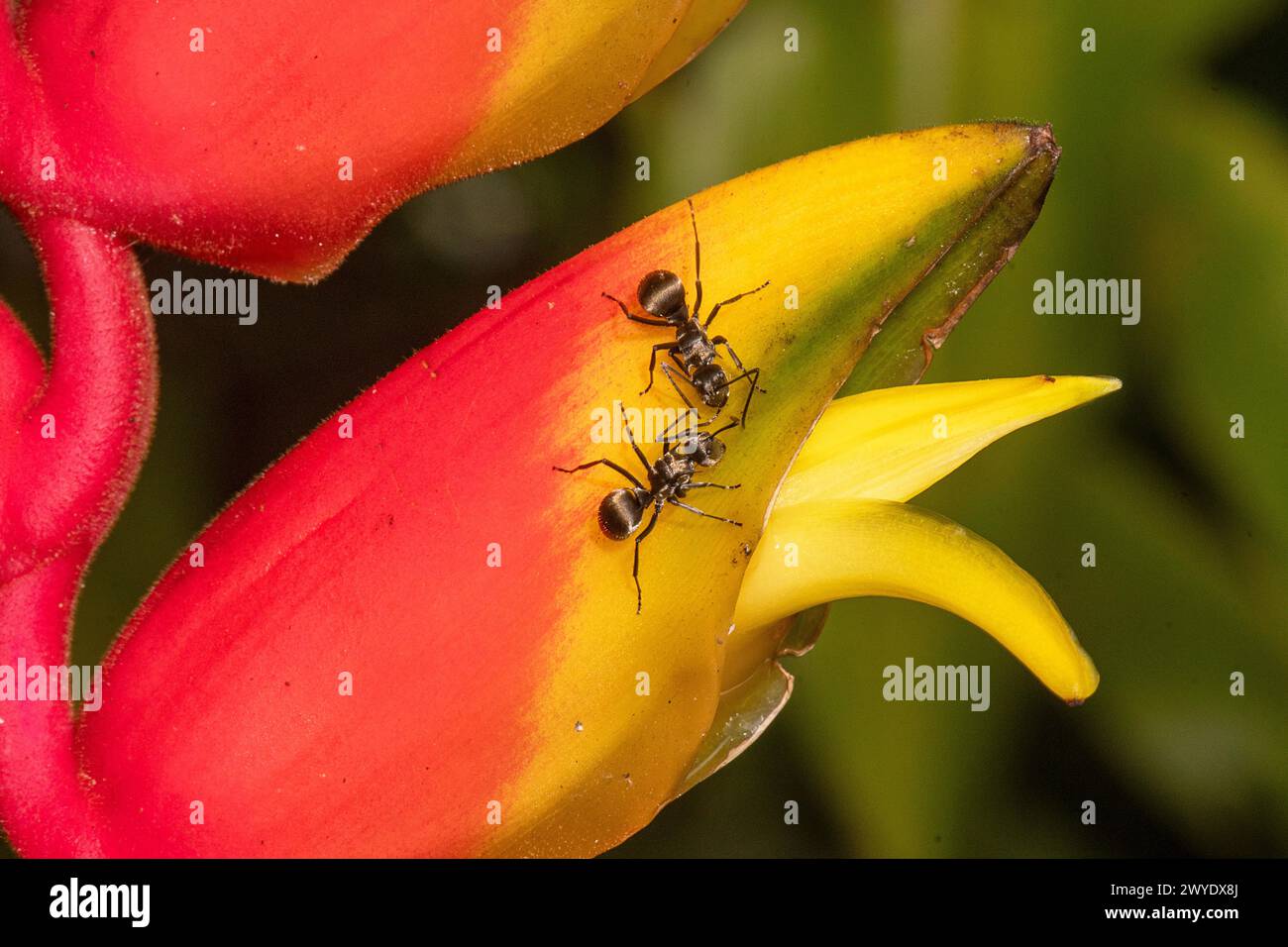 April 2024 Favourite uploads - Page 2 - Let's talk about pics - Alamy