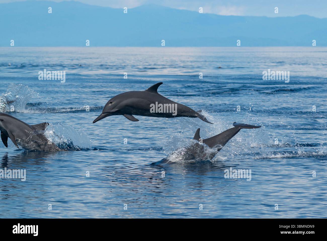August 2025 challenge: Sea creatures - Let's talk about pics - Alamy