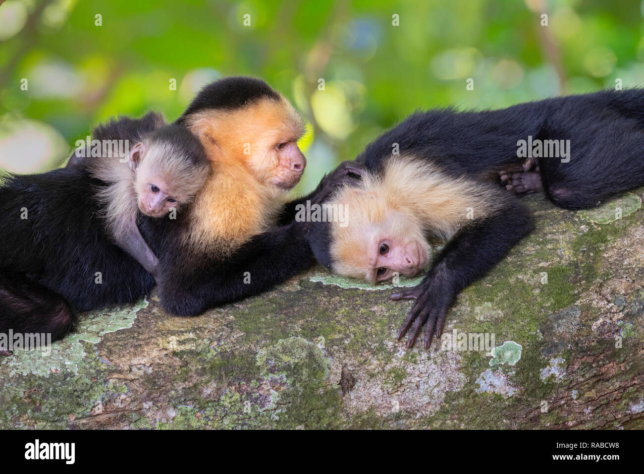 July 2025 Challenge: Trio - Page 2 - Let's talk about pics - Alamy